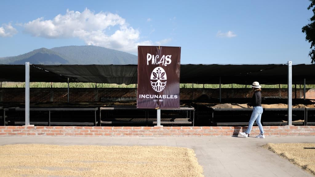 EL SALVADOR - Pacas Family Bernardina (Natural) – Fragile Coffeebeans